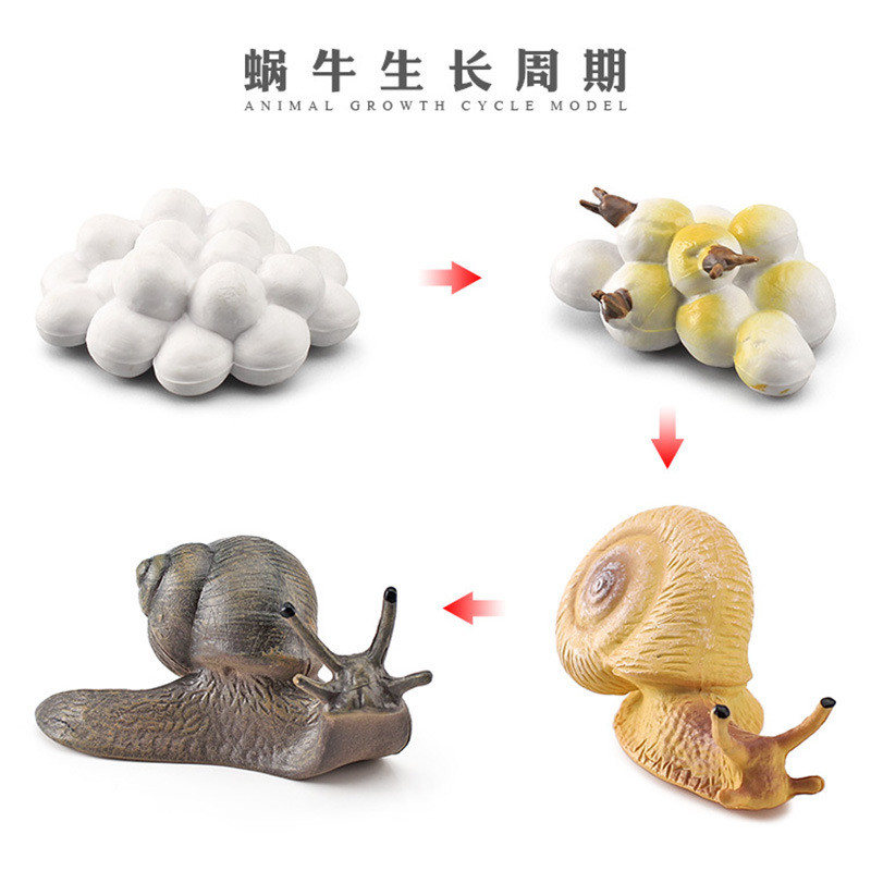 Interactive Human Body Skeleton Model For Learning / Display